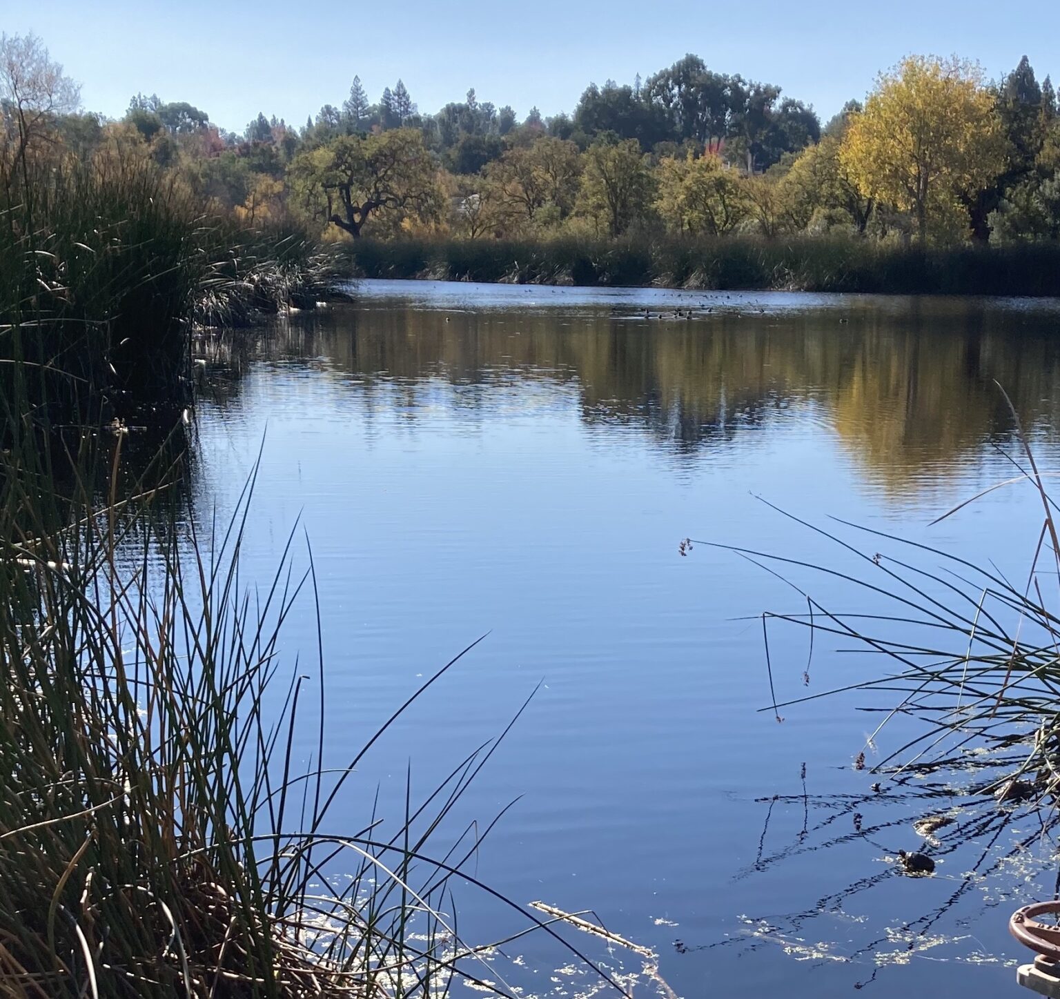 Sunday Morning Walk | Thinking About...